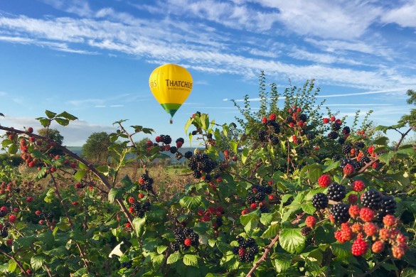 Hot air balloon champagne store